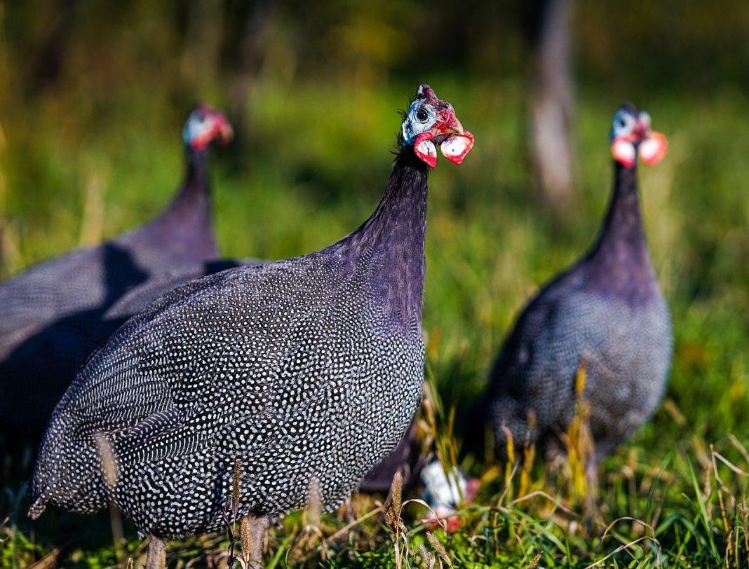 Animal en P : Les animaux commençant par la lettre P - Animal.ch