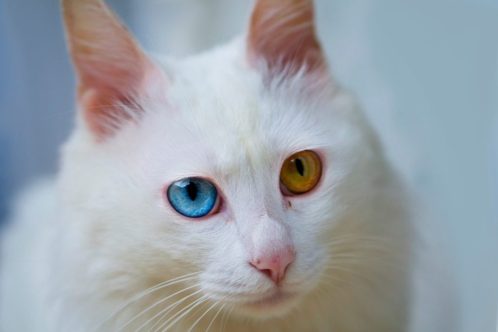 Les races de chats blancs aux yeux vairons - Animal.ch