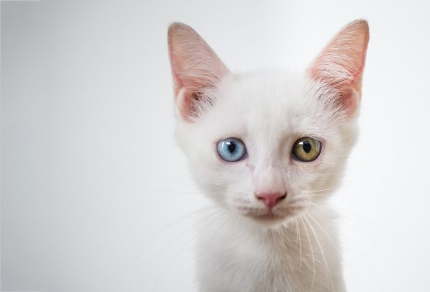 Les races de chats blancs aux yeux vairons - Animal.ch