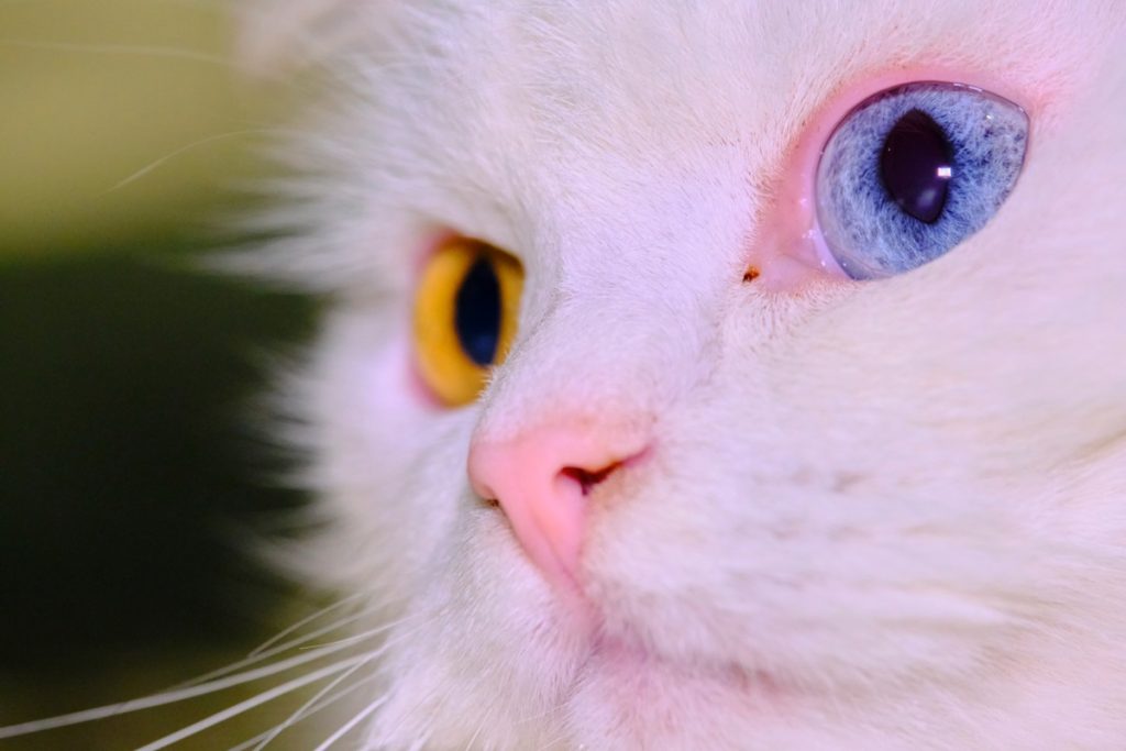 Les races de chats blancs aux yeux vairons - Animal.ch