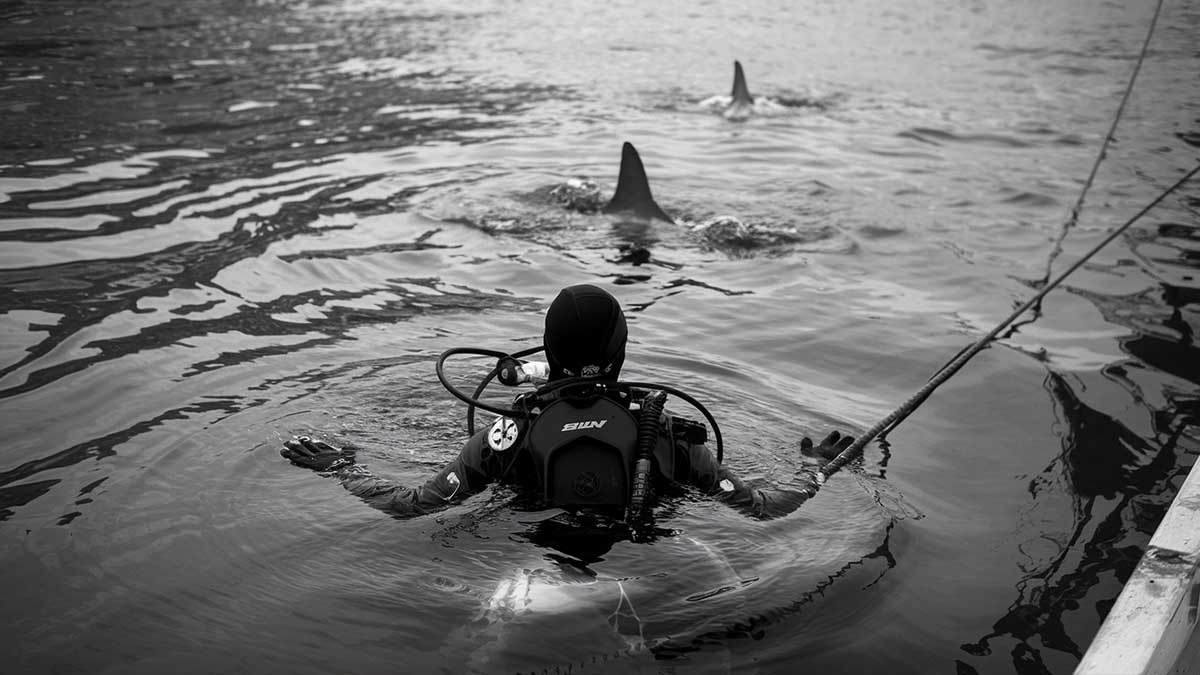 Cette plongeuse de 23 ans défie l'impossible et nage avec un requin ... Cette plongeuse de 23 ans défie l'impossible et nage avec un requin ...